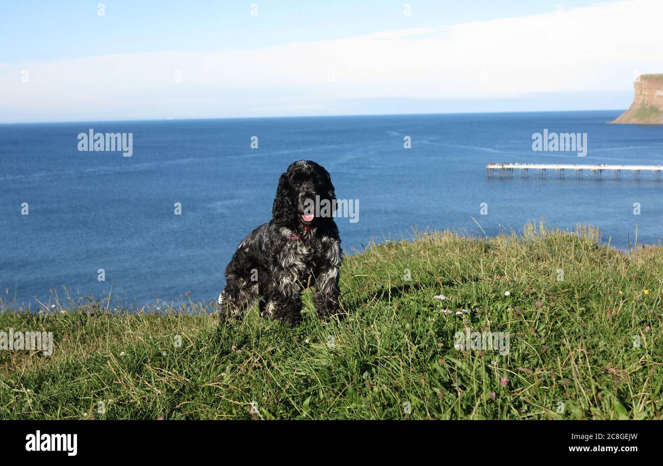 Blue roan cocker spaniel Stock Photo - Alamy