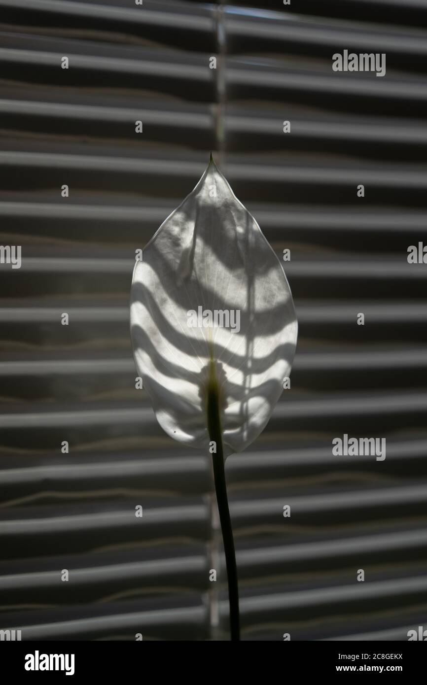 Backlit flower white background hi-res stock photography and images - Alamy