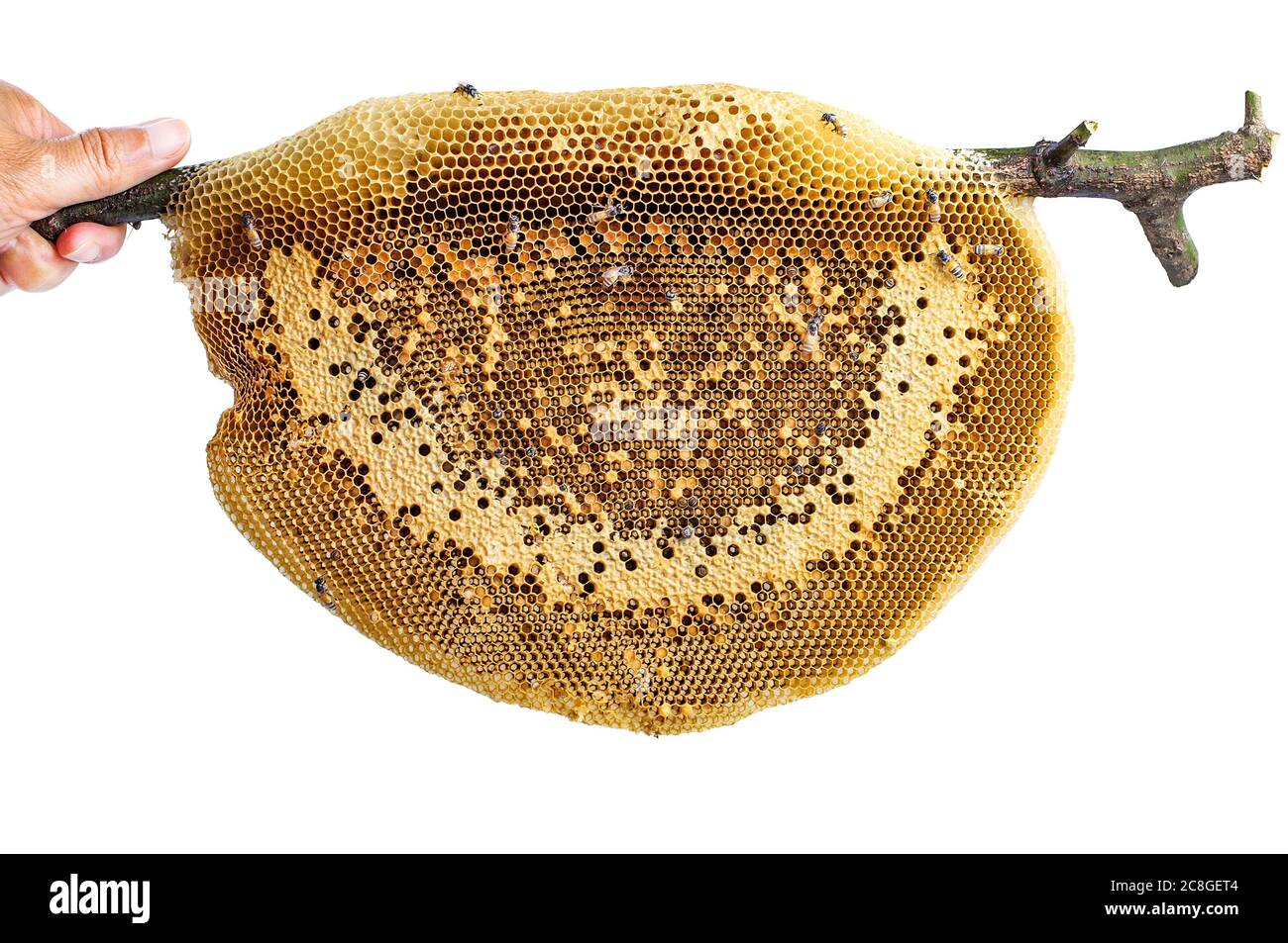 Beehive cell hi-res stock photography and images - Alamy
