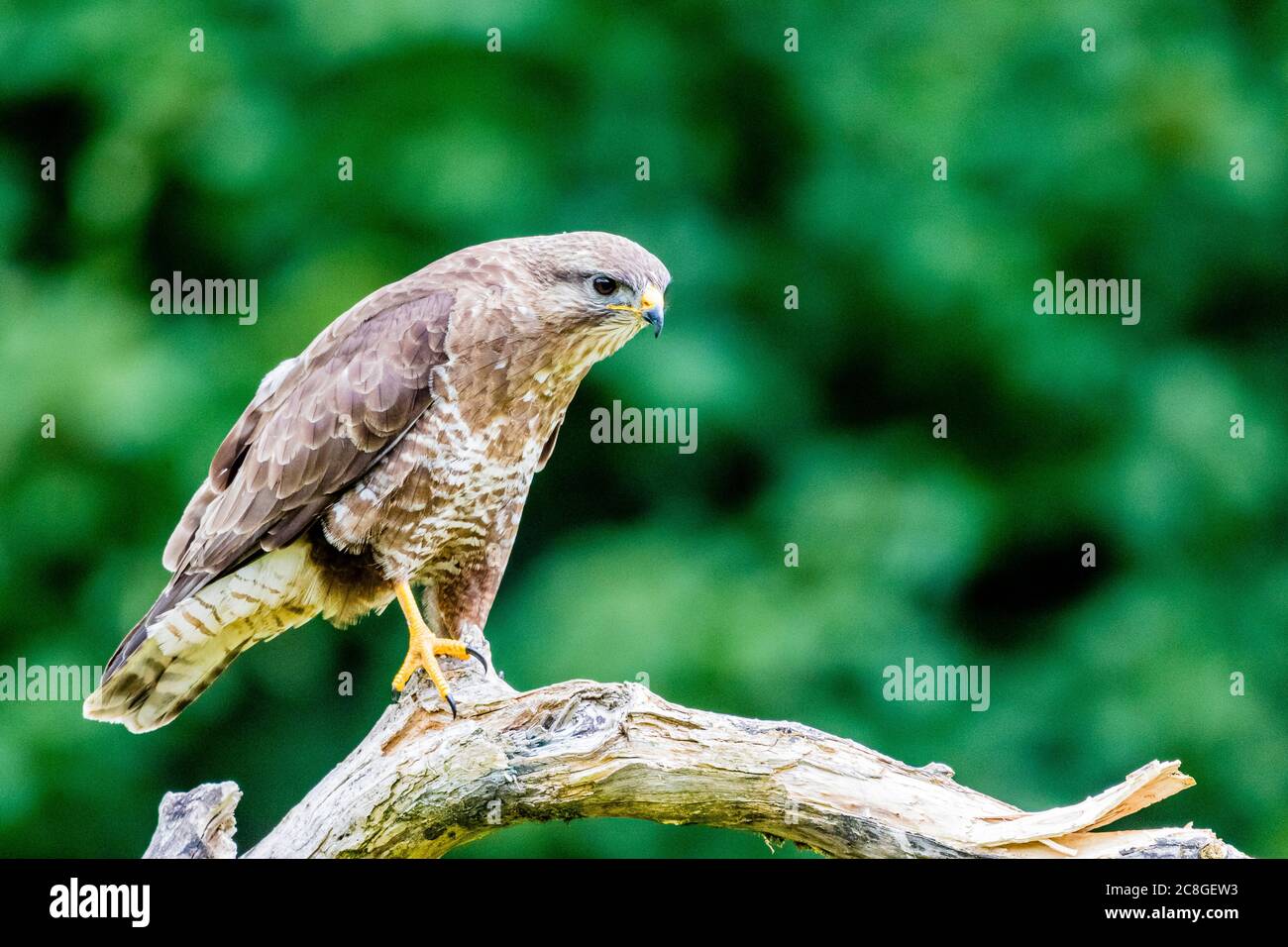 Aberystwyth, UK. 24th July, 2020. UK. A common buzzard (Buteo buteo) is ...