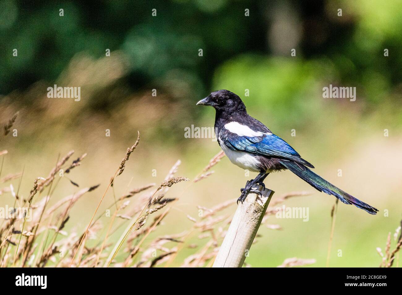 Young Magpie foraging in mid Wales during Summer Stock Photo - Alamy