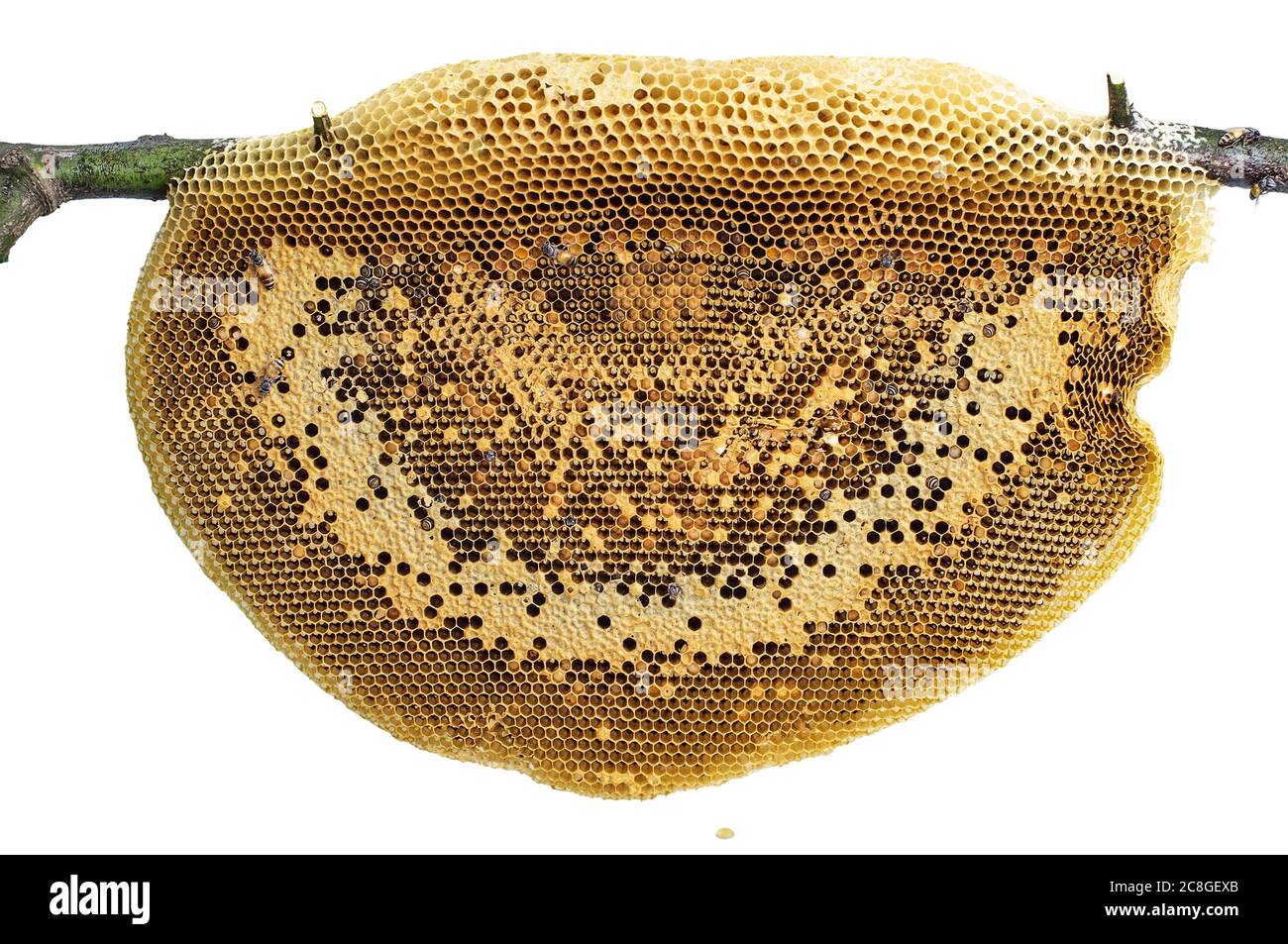 Honey bee beehive closeup on stick isolated on white background, studio ...