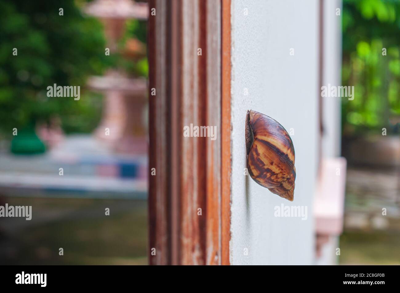 Snail, Land snail, terrestrial pulmonate gastropod molluscs climb up on ...