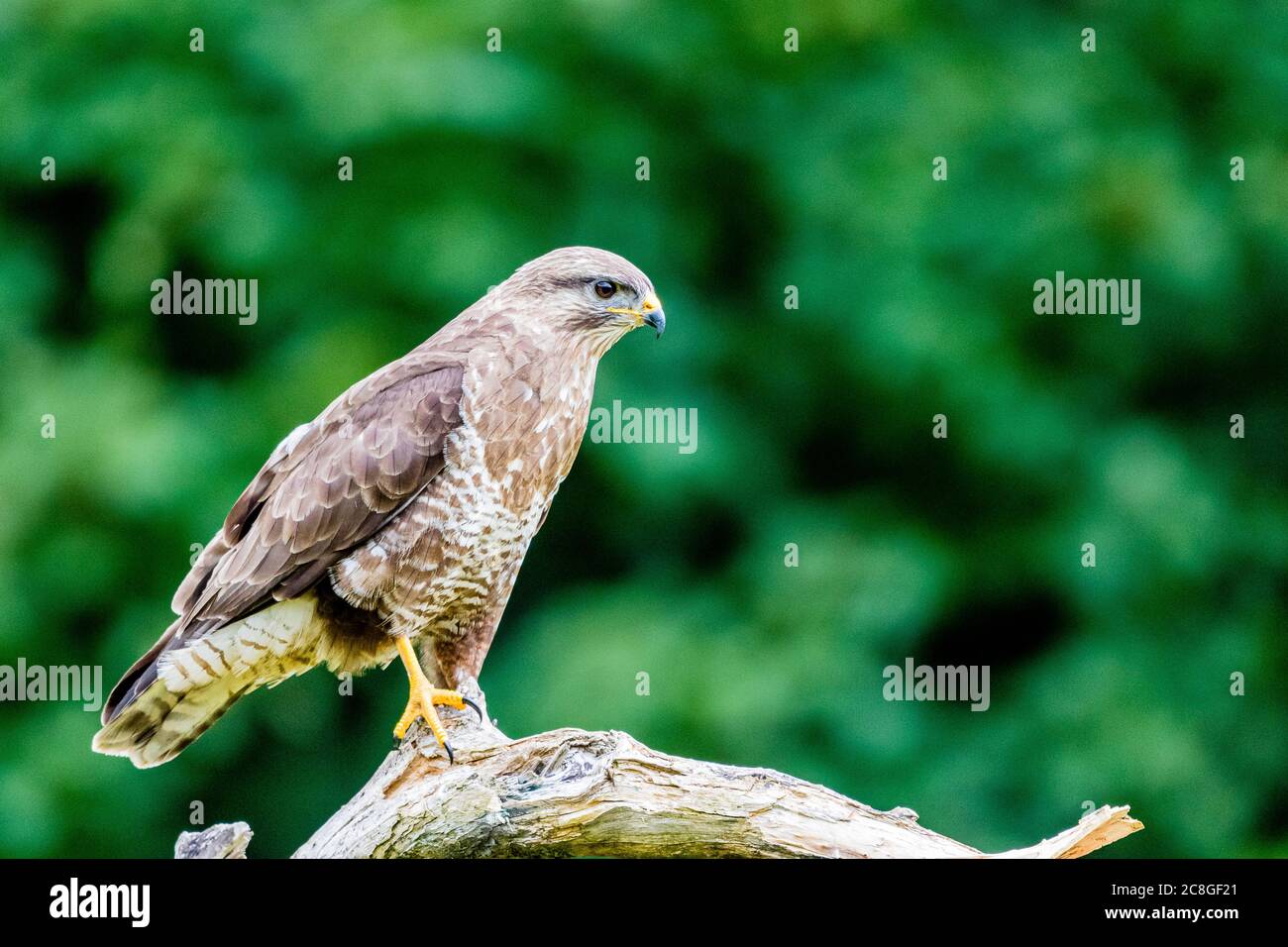 Buzzard uk hi-res stock photography and images - Alamy