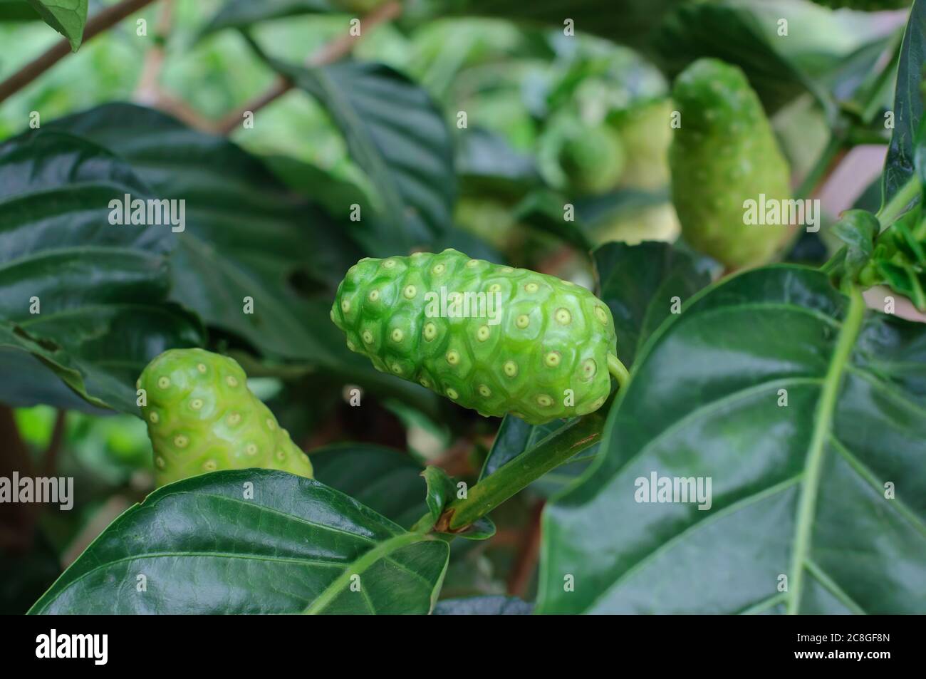 Indian mulberry tree hi-res stock photography and images - Alamy