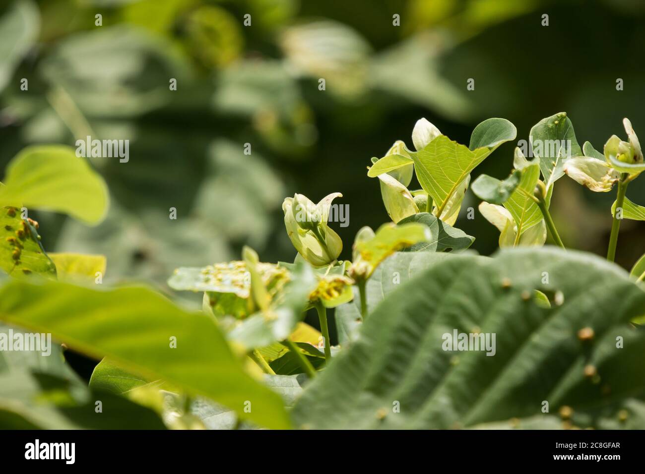 Close up Green flower of teak tree with green leaf Stock Photo - Alamy