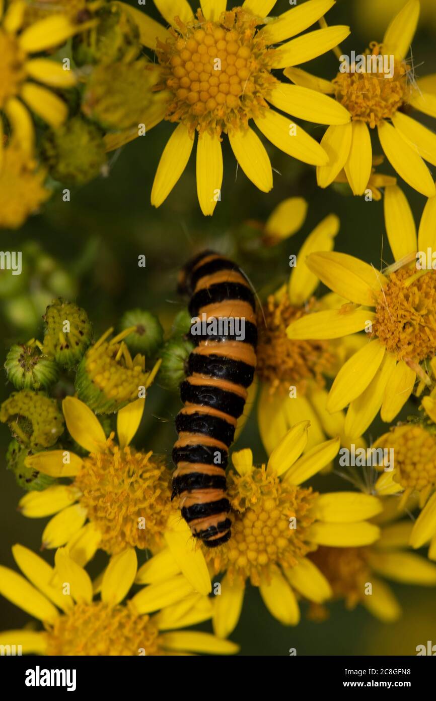 Cinnabar moth caterpillar on flowering ragwort, natural nature portrait ...