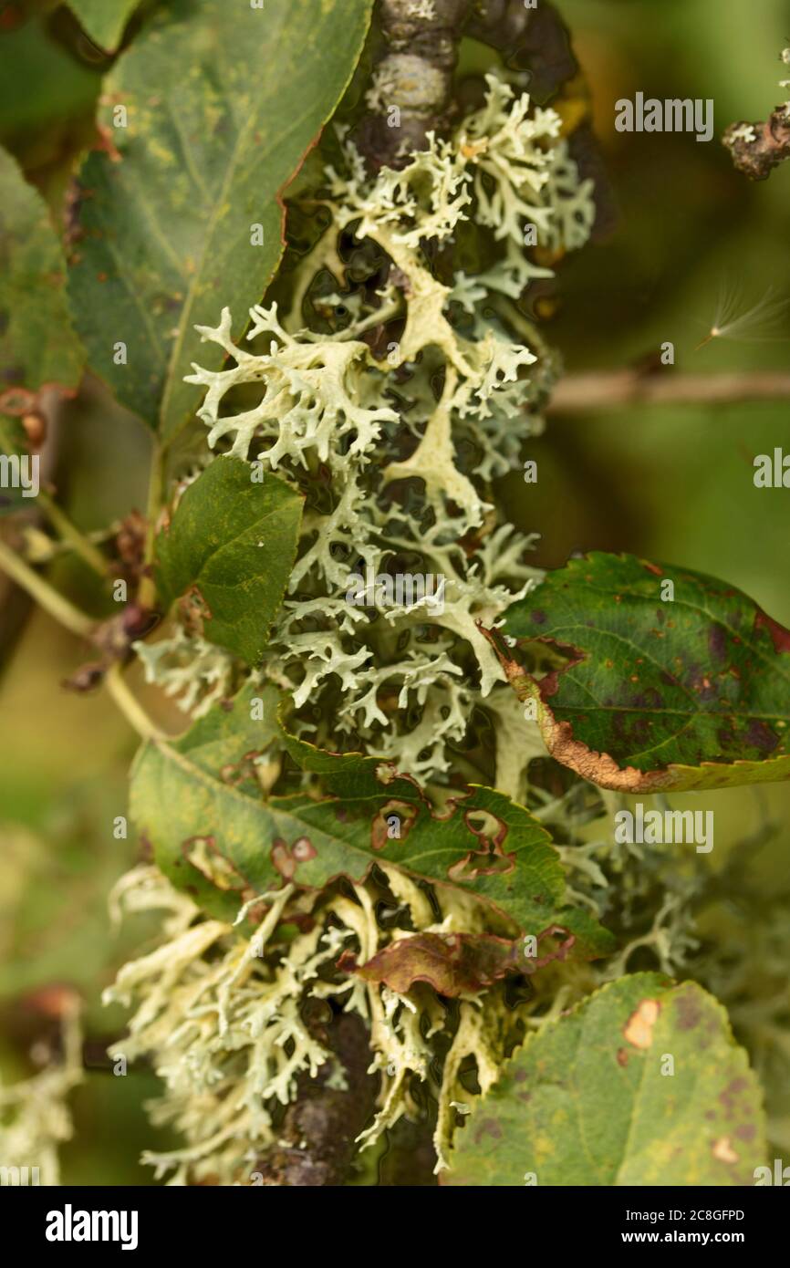 Algae matting hi-res stock photography and images - Alamy