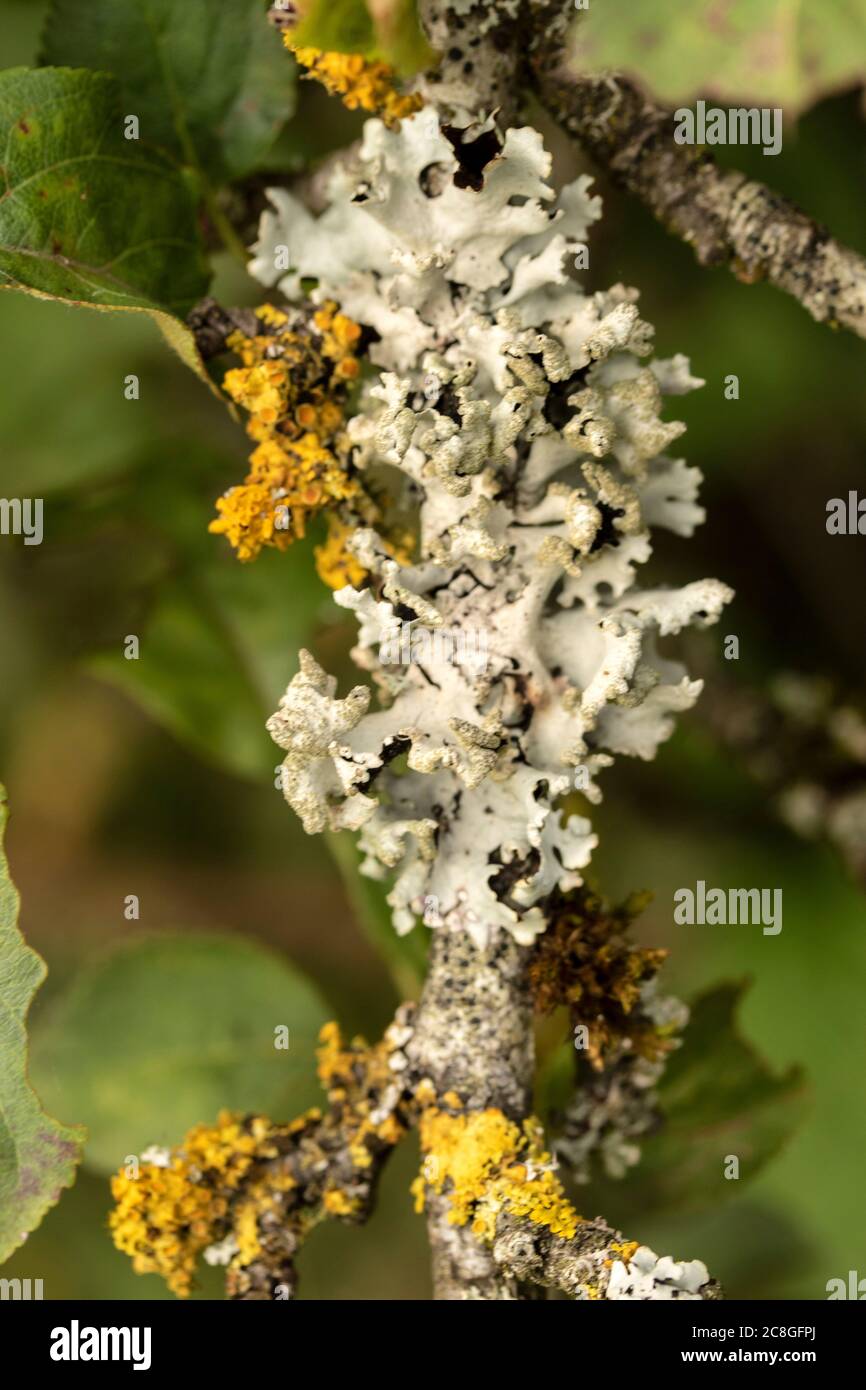 White and yellow Lichen on thin tree branch, natural patterns Stock ...