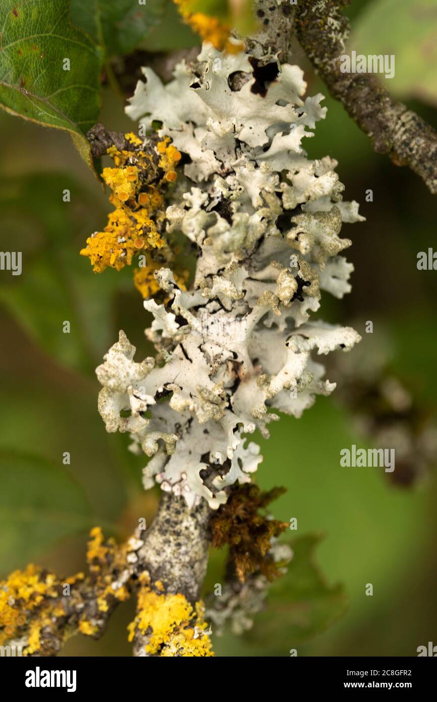 White and yellow Lichen on thin tree branch, natural patterns Stock ...