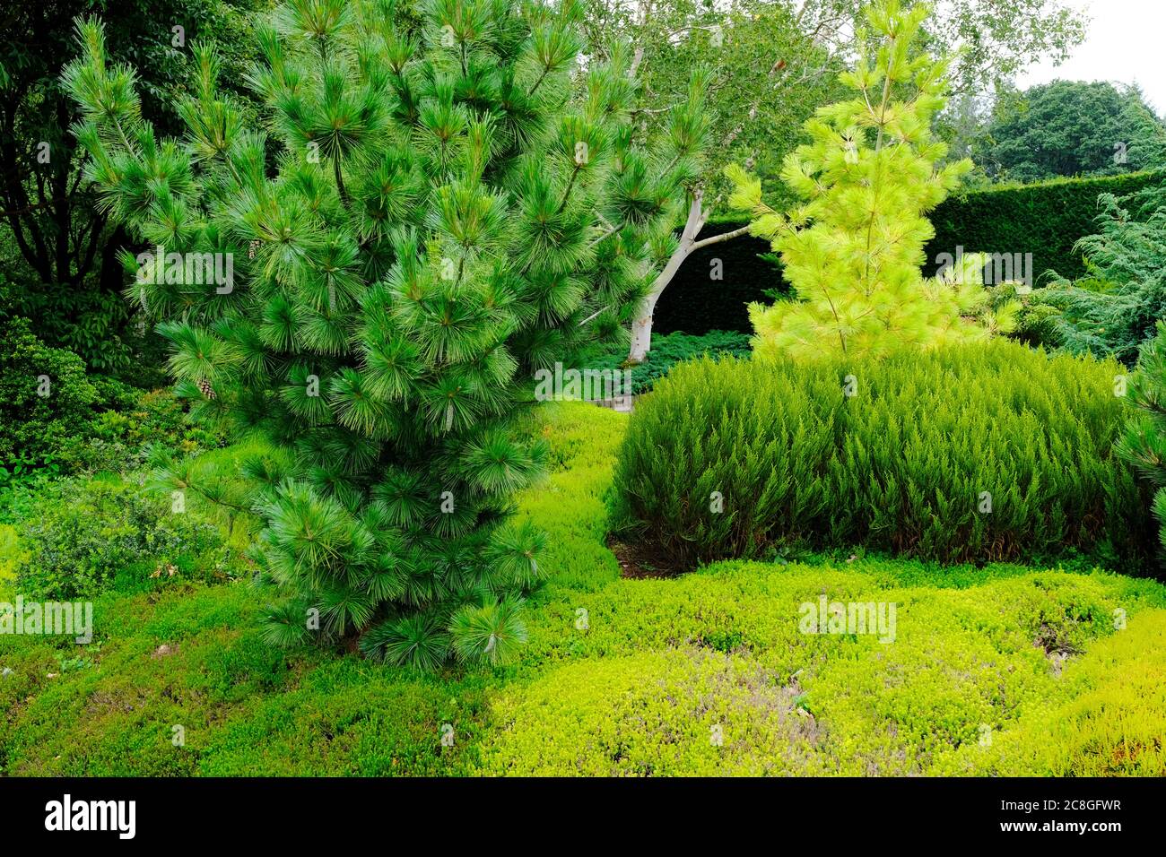 Heather garden border hi-res stock photography and images - Alamy