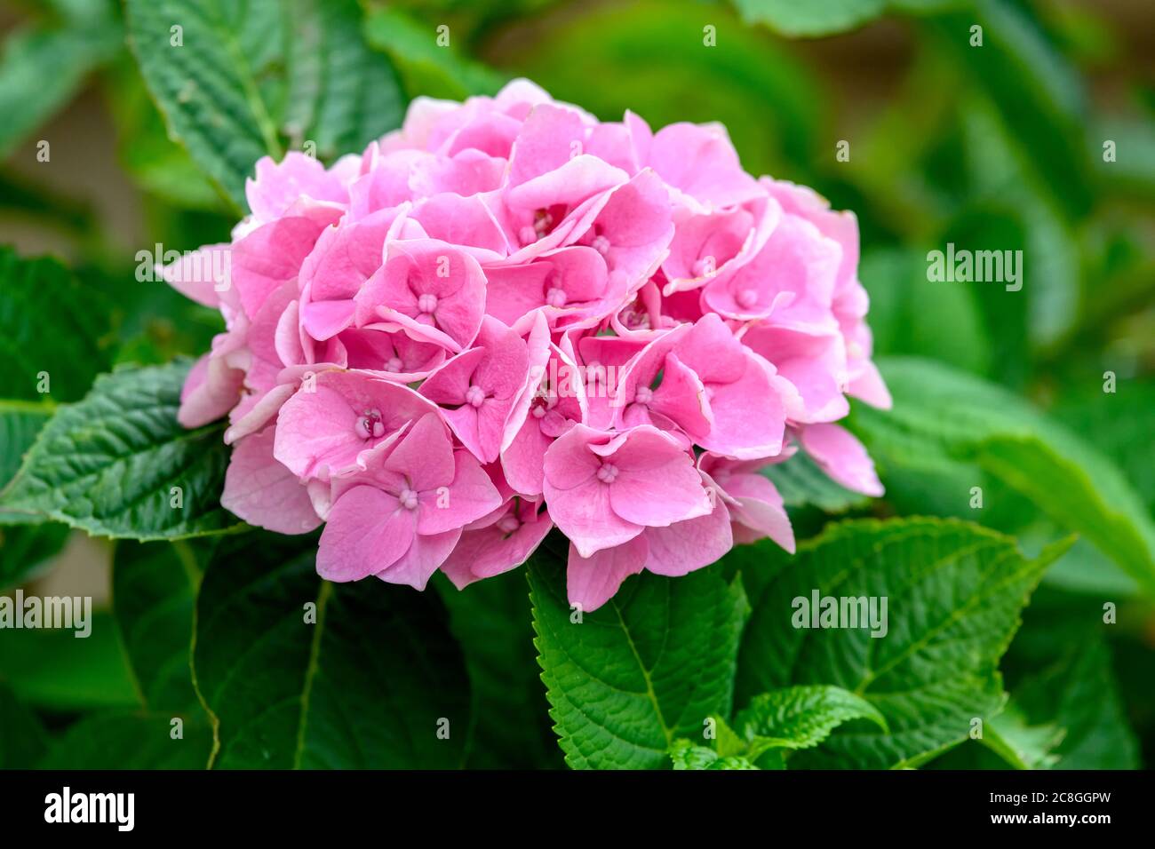 Beautiful bright pink Hydrangea shrub (Hydrangea macrophylla Stock ...