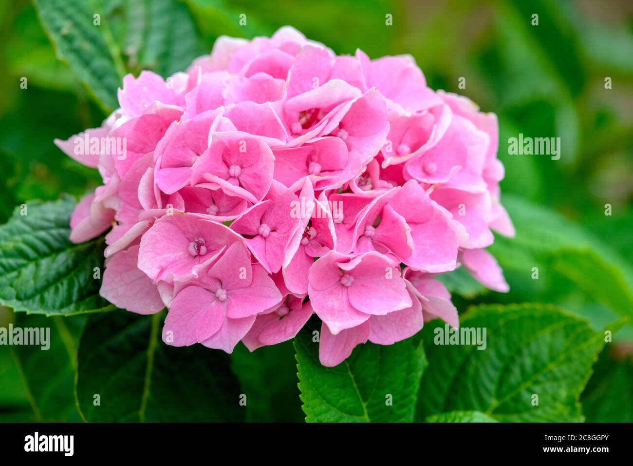 Beautiful bright pink Hydrangea shrub (Hydrangea macrophylla Stock ...