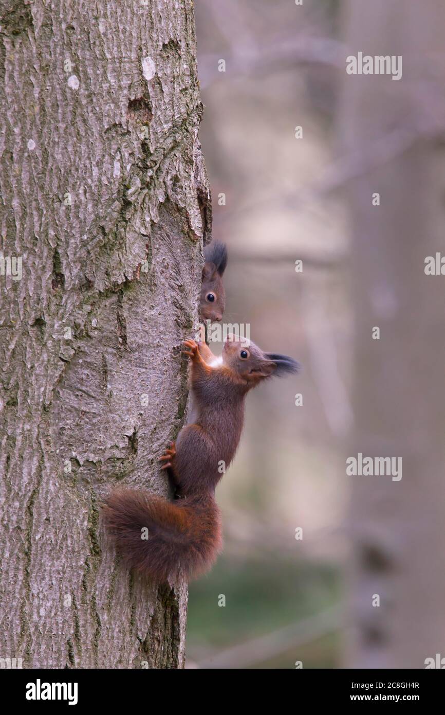 Eurasian red squirrel (Sciurus vulgaris), two young animals at the ...