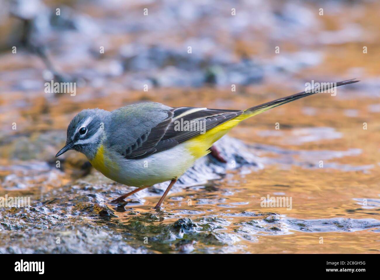 Grey wagtail (Motacilla cinerea) in shallow water, Bavaria, Germany ...
