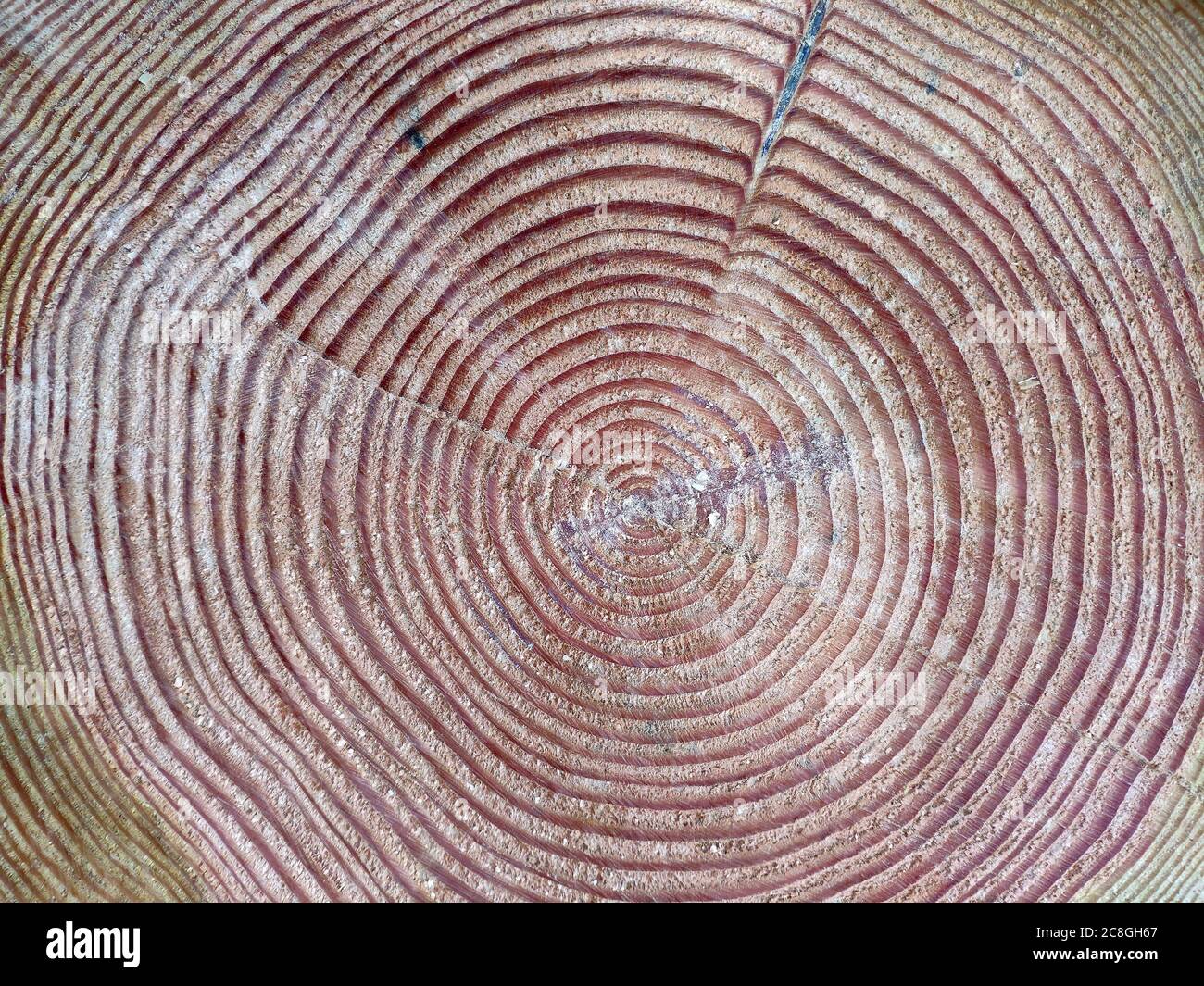 Cross section of douglas fir hi-res stock photography and images - Alamy