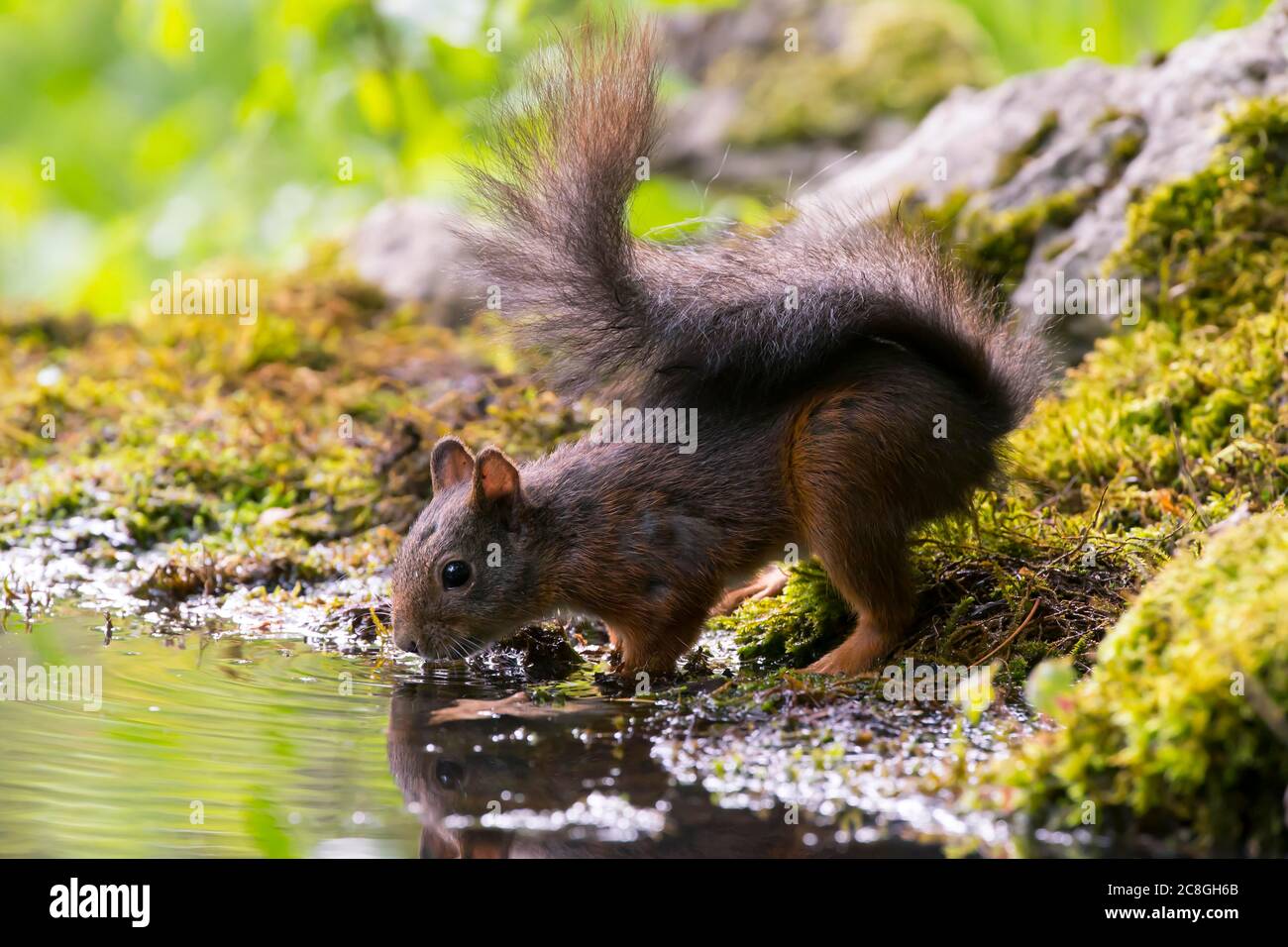 Eurasian red squirrel sciurus vulgaris drinks by the water hi-res stock ...