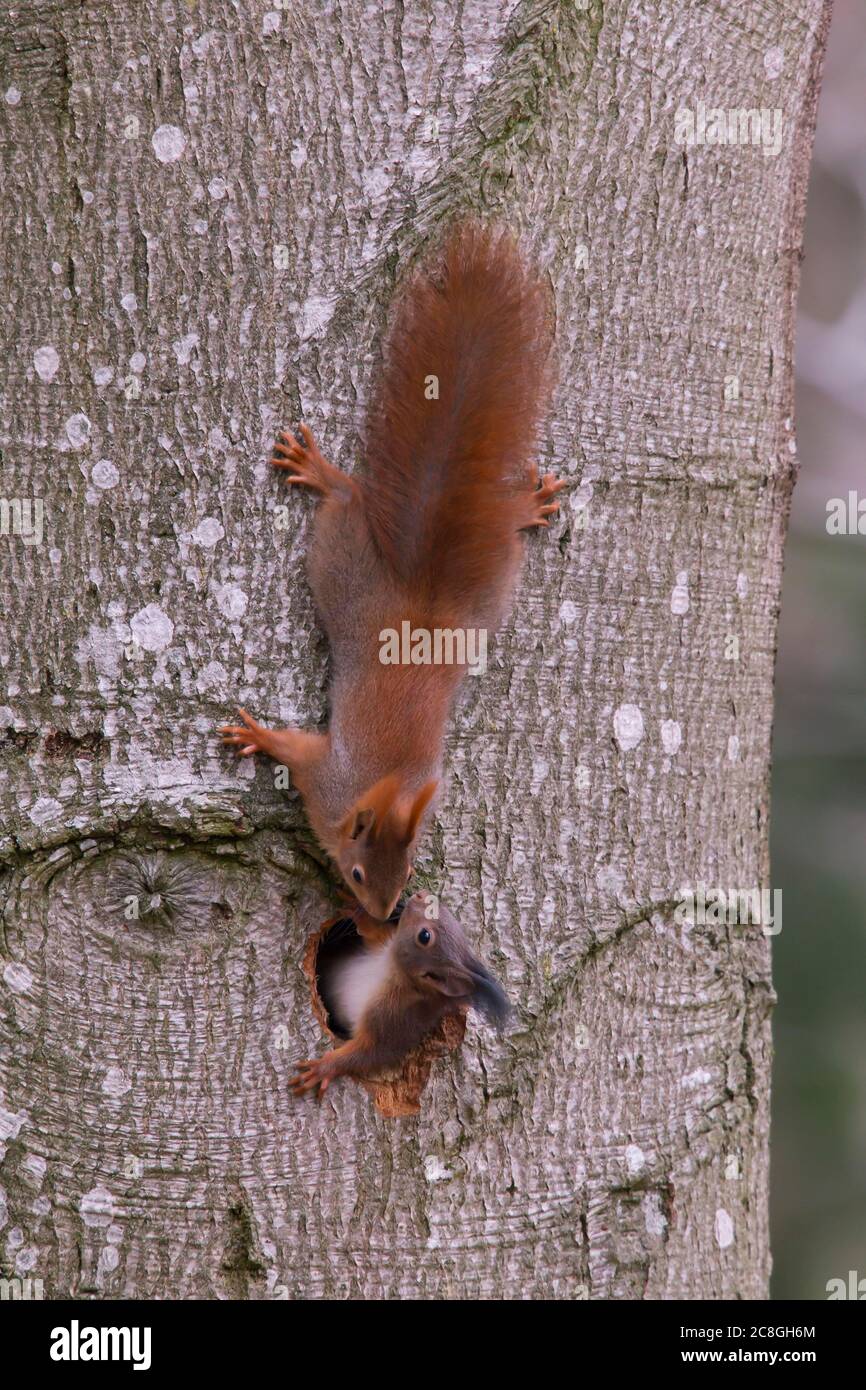 Eurasian red squirrel (Sciurus vulgaris), two young animals at the ...