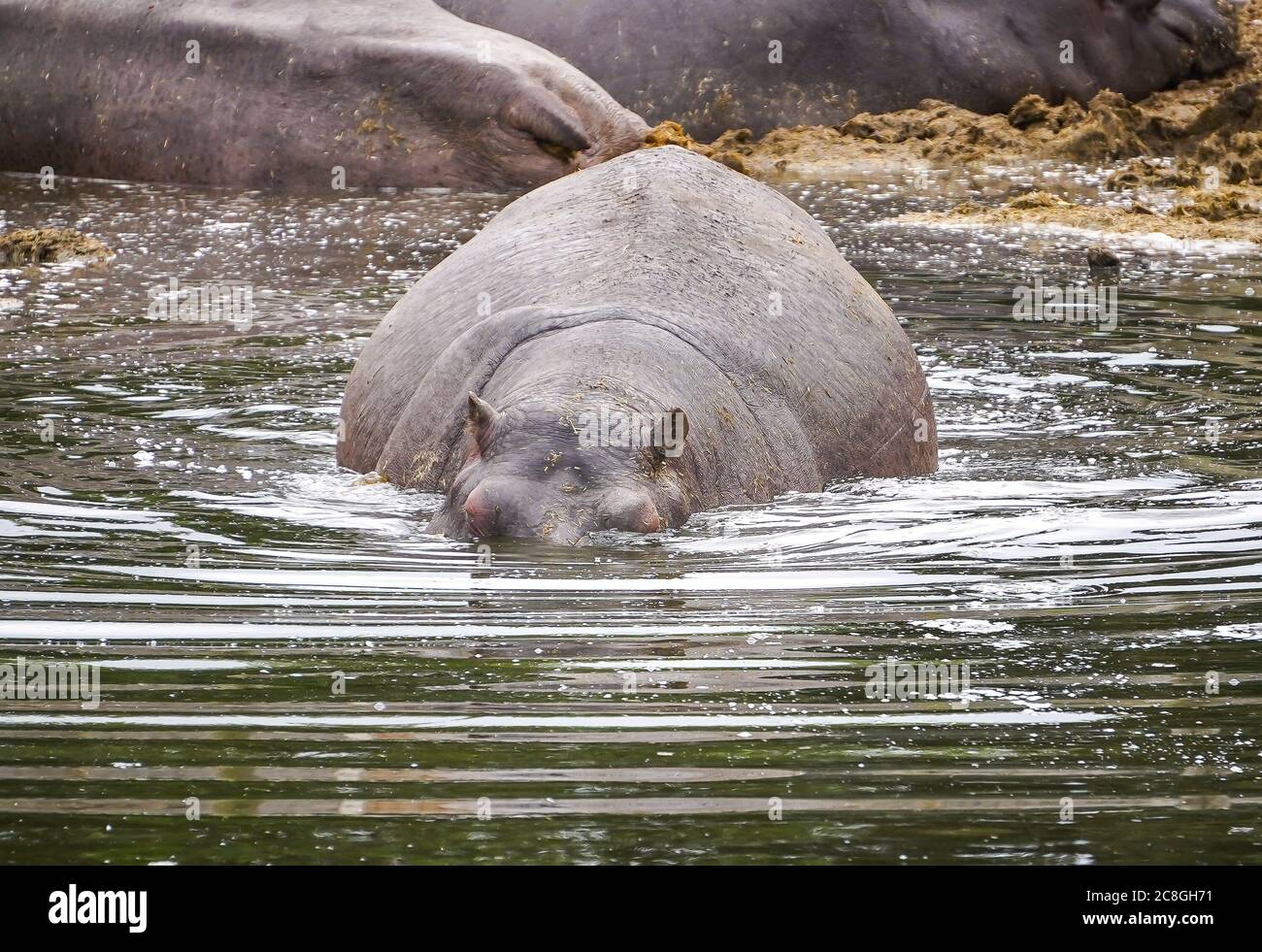 Front view close up of hippo (Hippopotamus amphibius) leaving herd ...