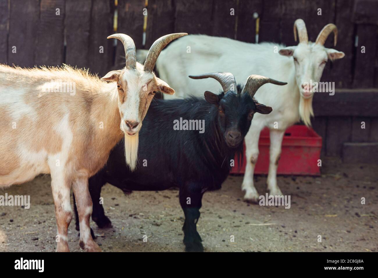 White, black and red goats. Portrait of goats looking in photocamera ...