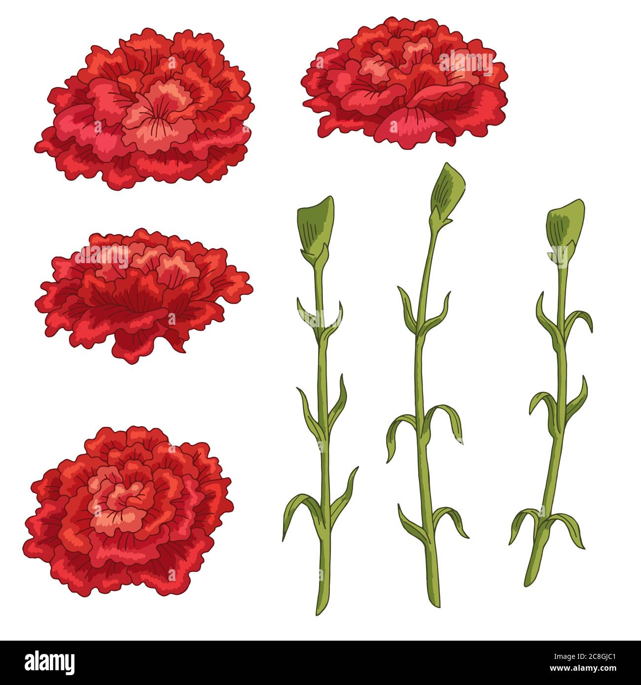 Red Carnation Flower Drawing