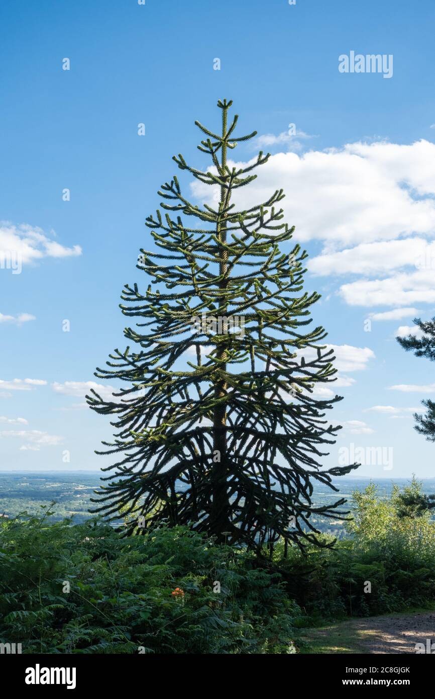 Araucaria araucana araucaria araucana hi-res stock photography and ...