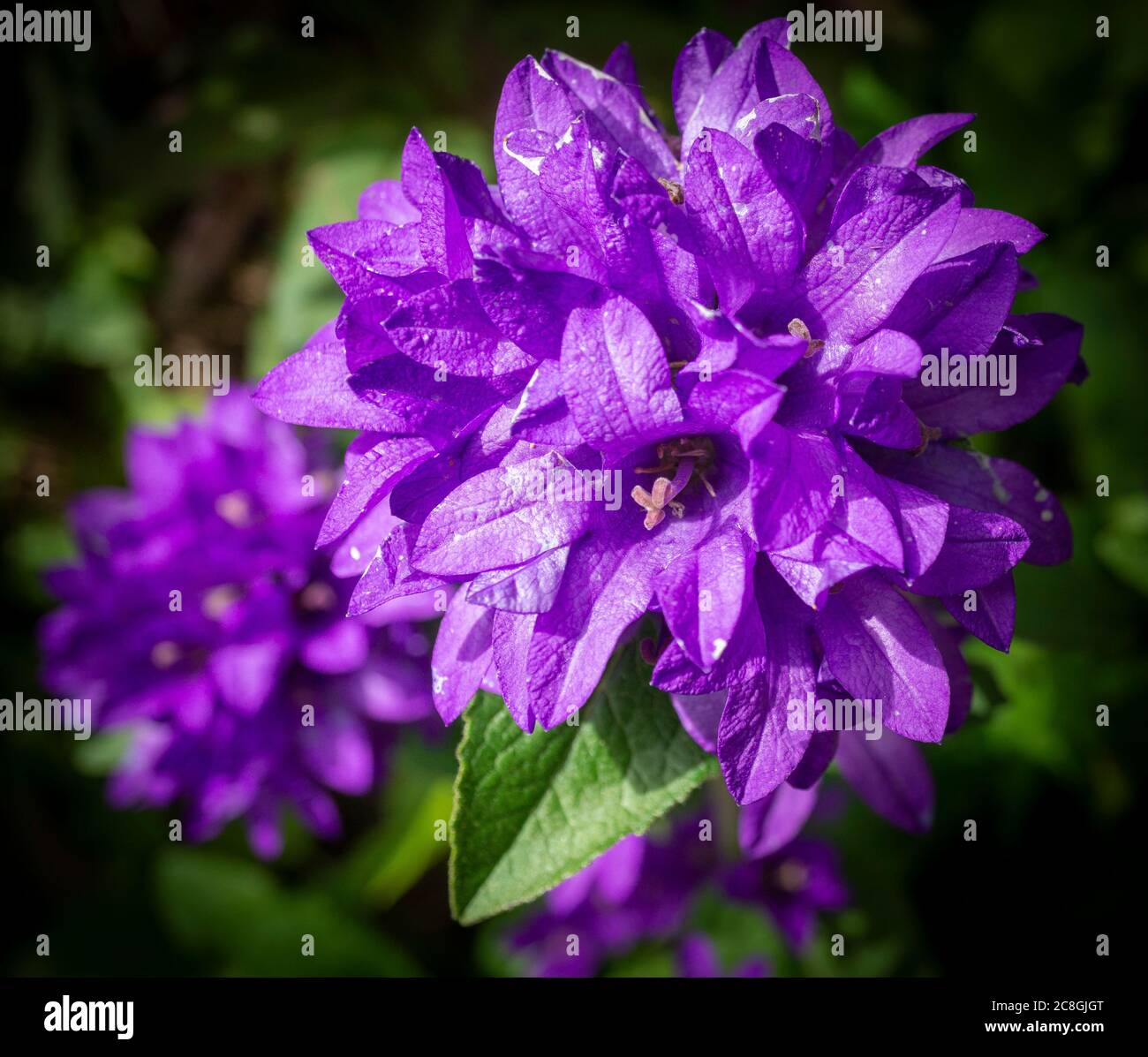 Riley park calgary hi-res stock photography and images - Alamy