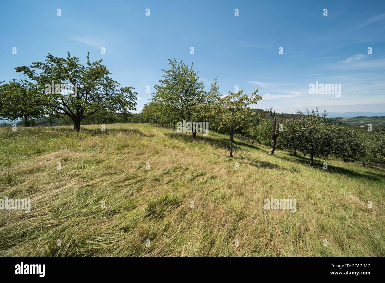 Germany nature summer hi-res stock photography and images - Alamy