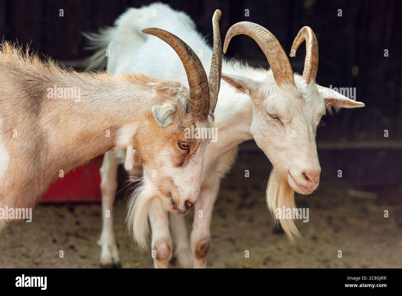 Goat smile teeth hi-res stock photography and images - Alamy