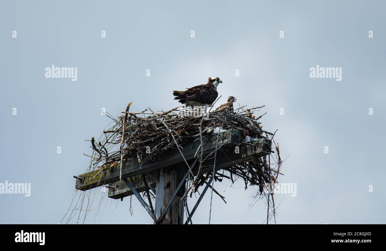 Nestlings nest raptor predator bird of prey hi-res stock photography ...