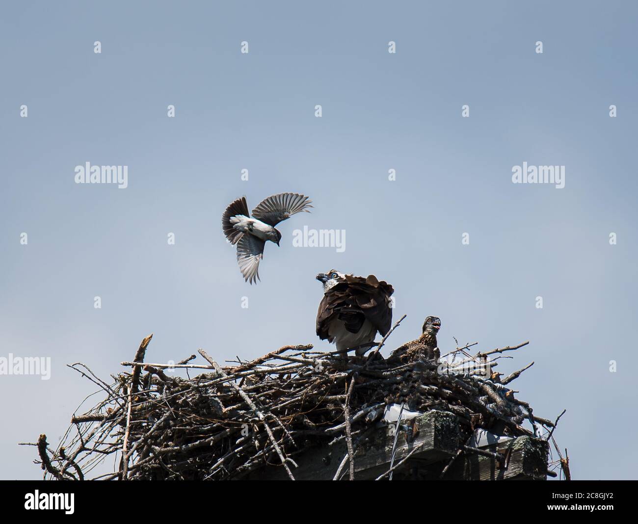 Osprey and baby being attacked by Kingbird in nest against blue sky ...