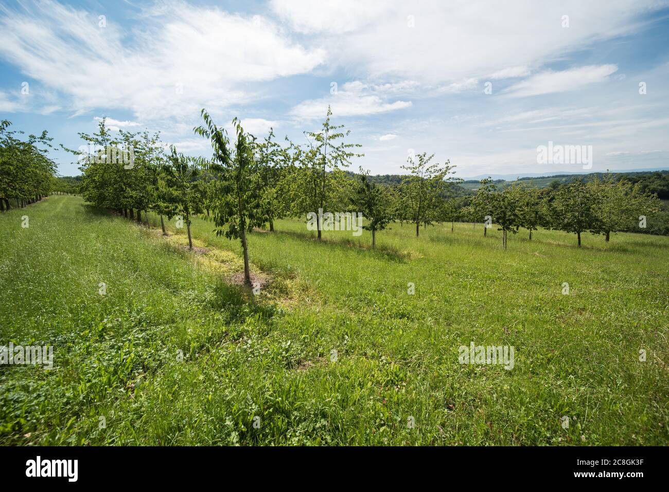 landscape in summer in southern Germany near Kandern Stock Photo - Alamy