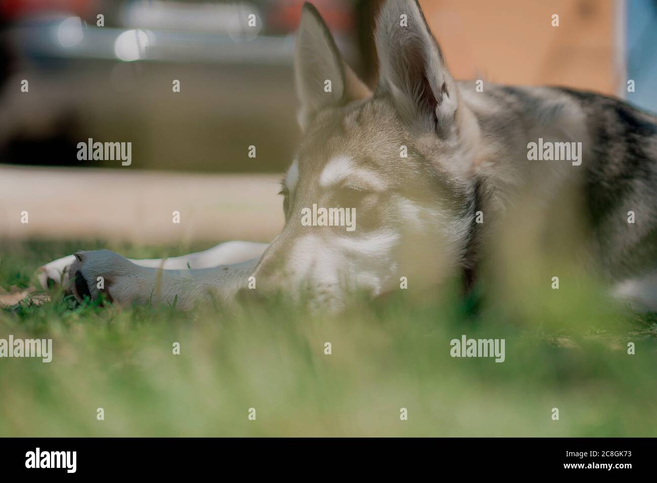 Dog scratch nose hi-res stock photography and images - Alamy