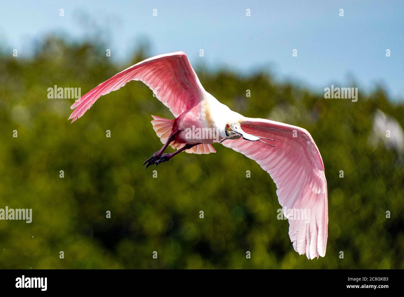 Roseate Spoonbill in flight near Tampa Florida Stock Photo - Alamy