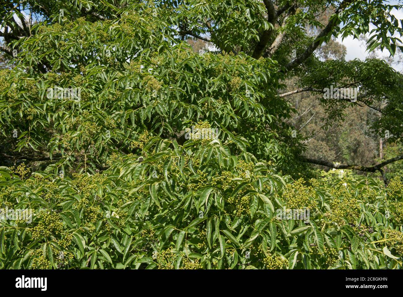 Green Foliage of a Japanese Cork Tree (Phellodendron japonicum) with a ...