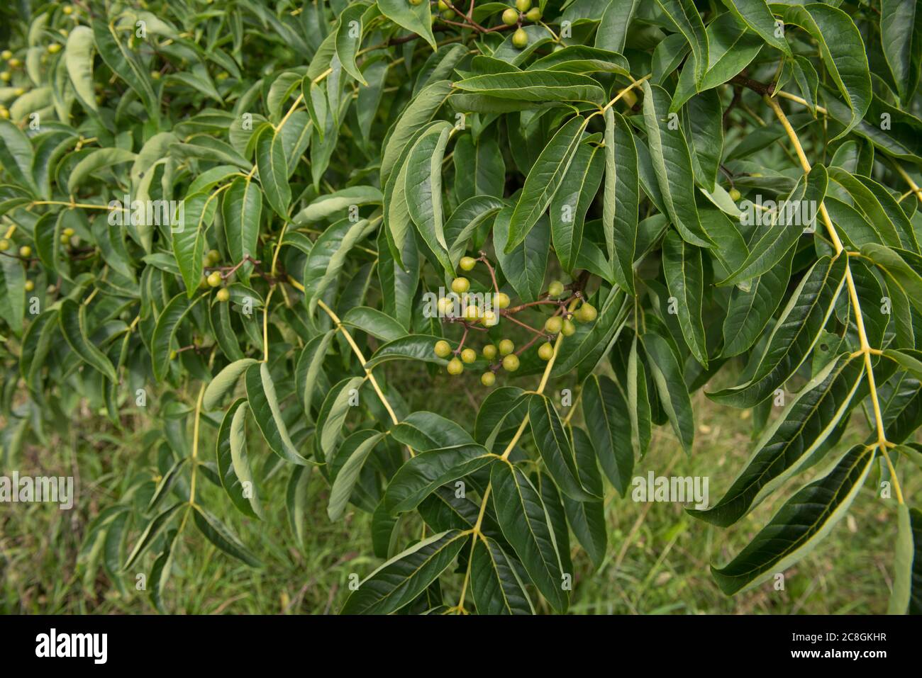 Phellodendron japonicum hi-res stock photography and images - Alamy