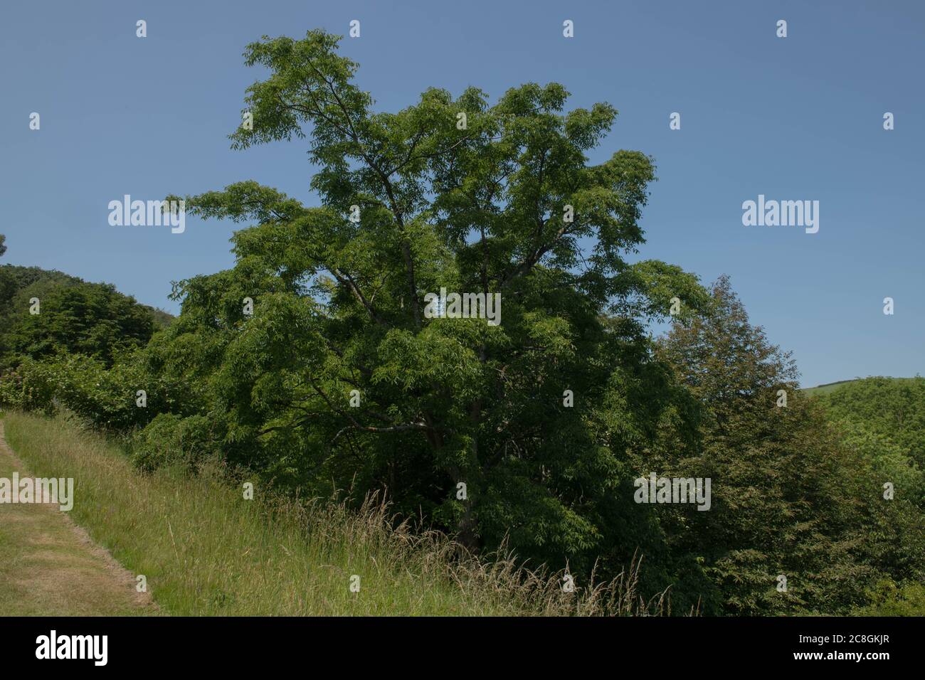 Green Foliage of a Japanese Cork Tree (Phellodendron japonicum) with a ...