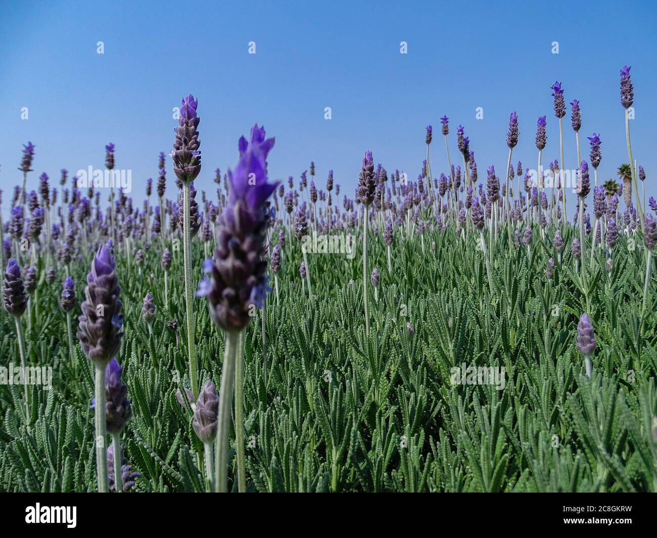 Grass full blue flowers hi-res stock photography and images - Alamy
