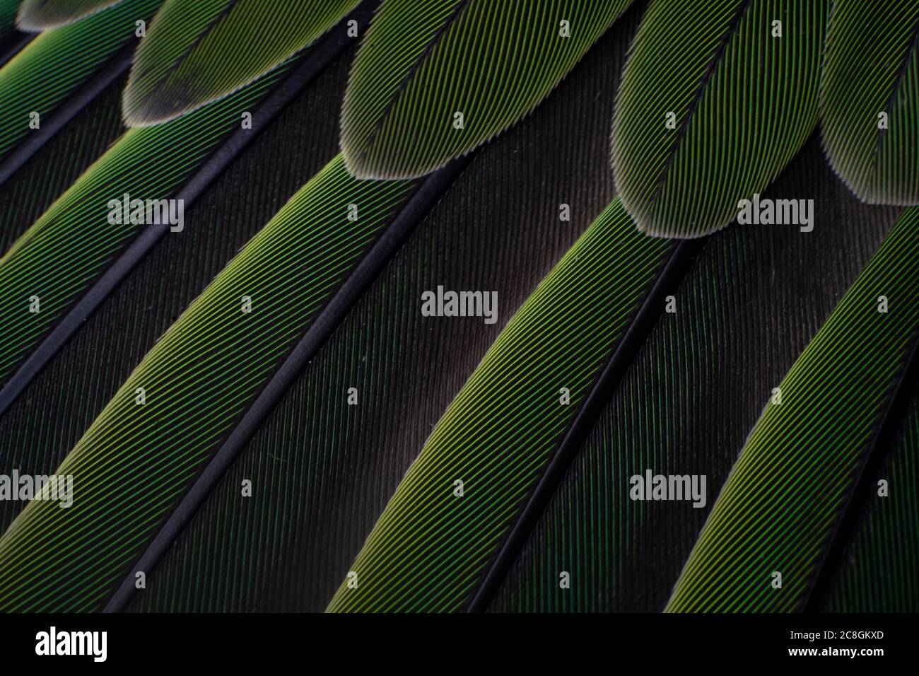 Macro details of a parrot colorful parrot feathers Stock Photo - Alamy