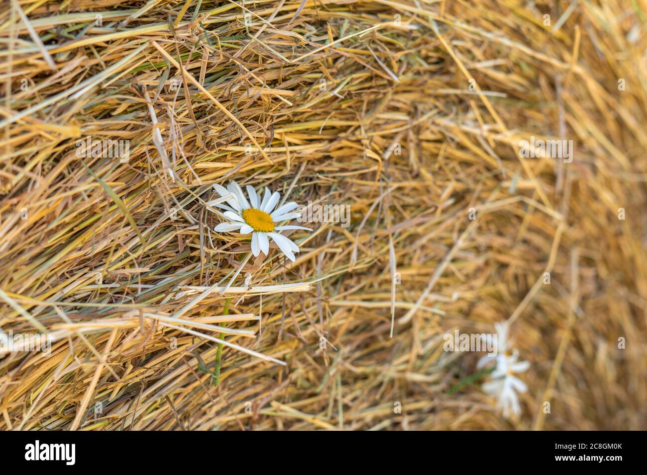 Chamomile flowers on a background of hay. White daisy in a haystack ...