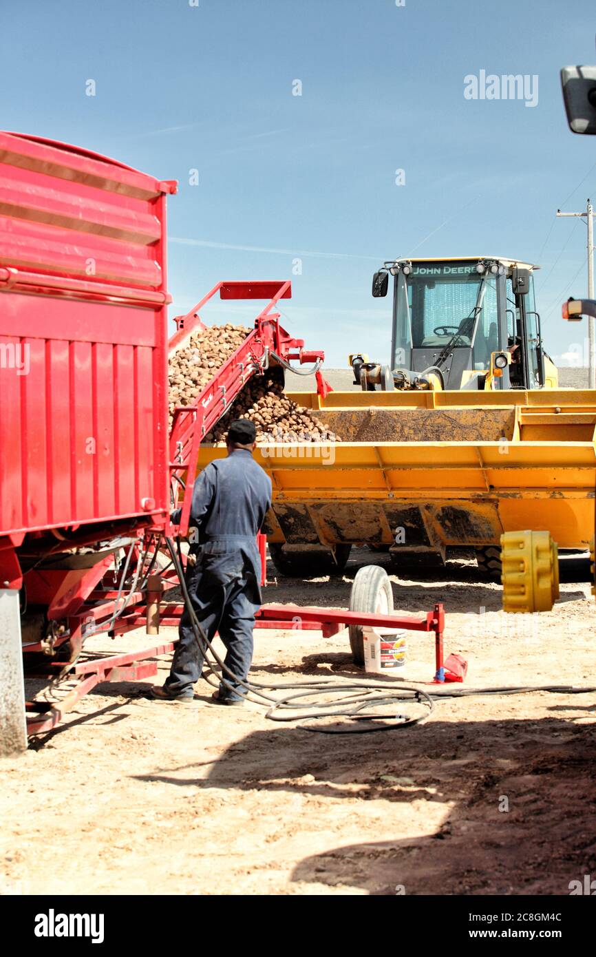 A front end loader being filled with potato seed ready to load into a ...