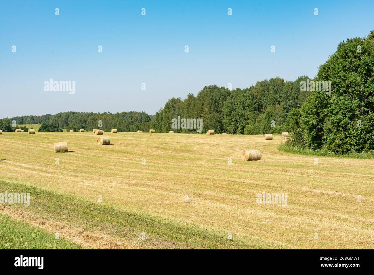 a field of cut grass and many heaps of flax in summer Stock Photo - Alamy