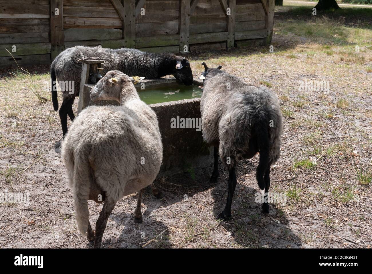 Farm animal drinking water hi-res stock photography and images - Alamy