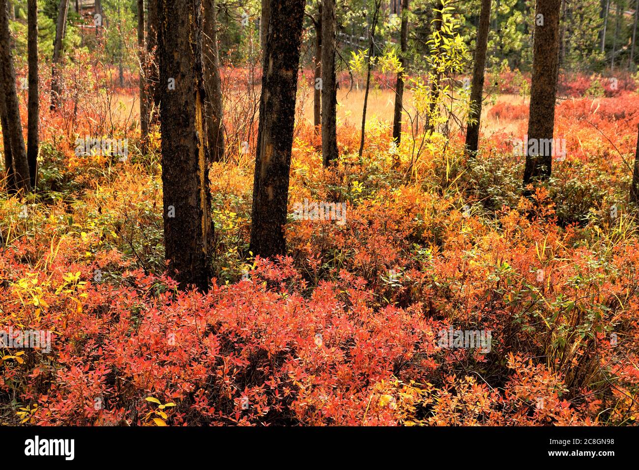 Colors turning in the low underbrush in a forest on an Idaho mountain ...