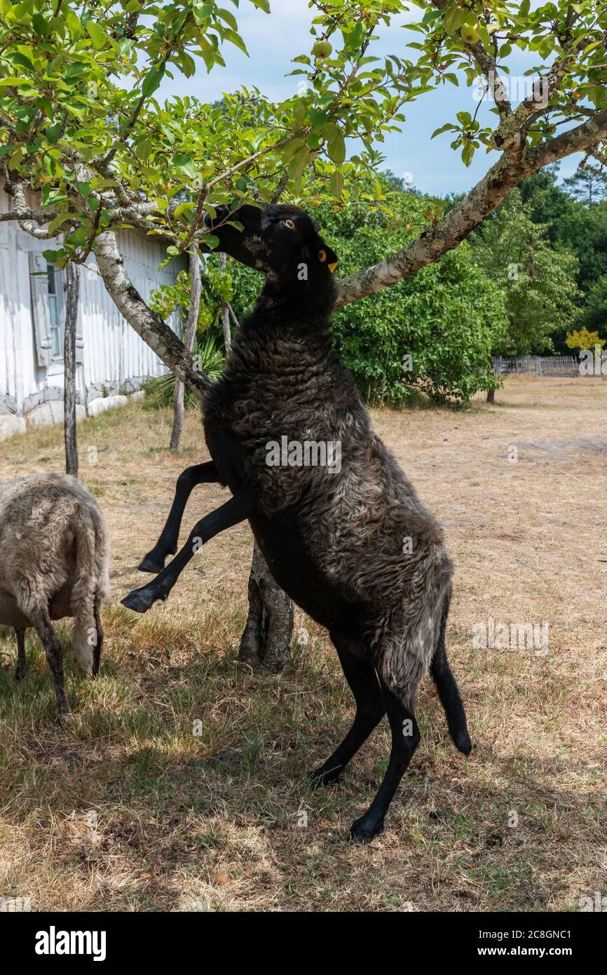 Individual sheep hi-res stock photography and images - Alamy