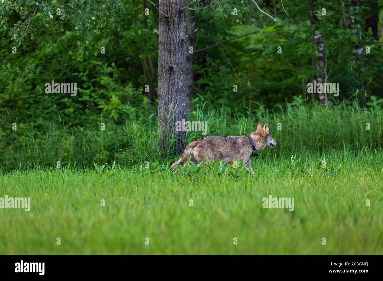 Gray wolf in northern Wisconsin Stock Photo - Alamy