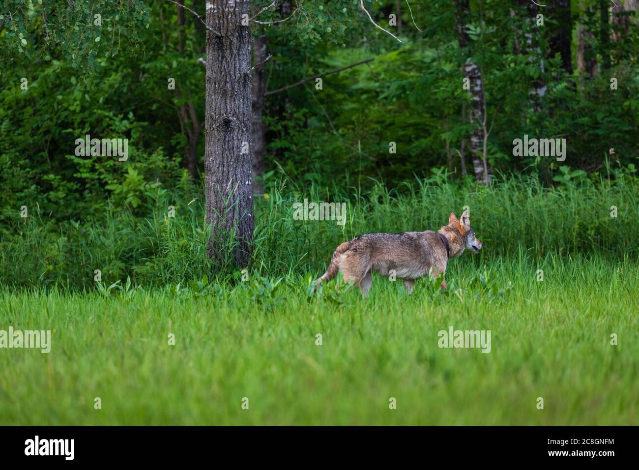 Gray wolf in northern Wisconsin Stock Photo - Alamy