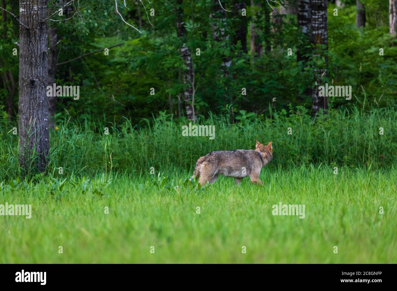 Gray wolf in northern Wisconsin Stock Photo - Alamy