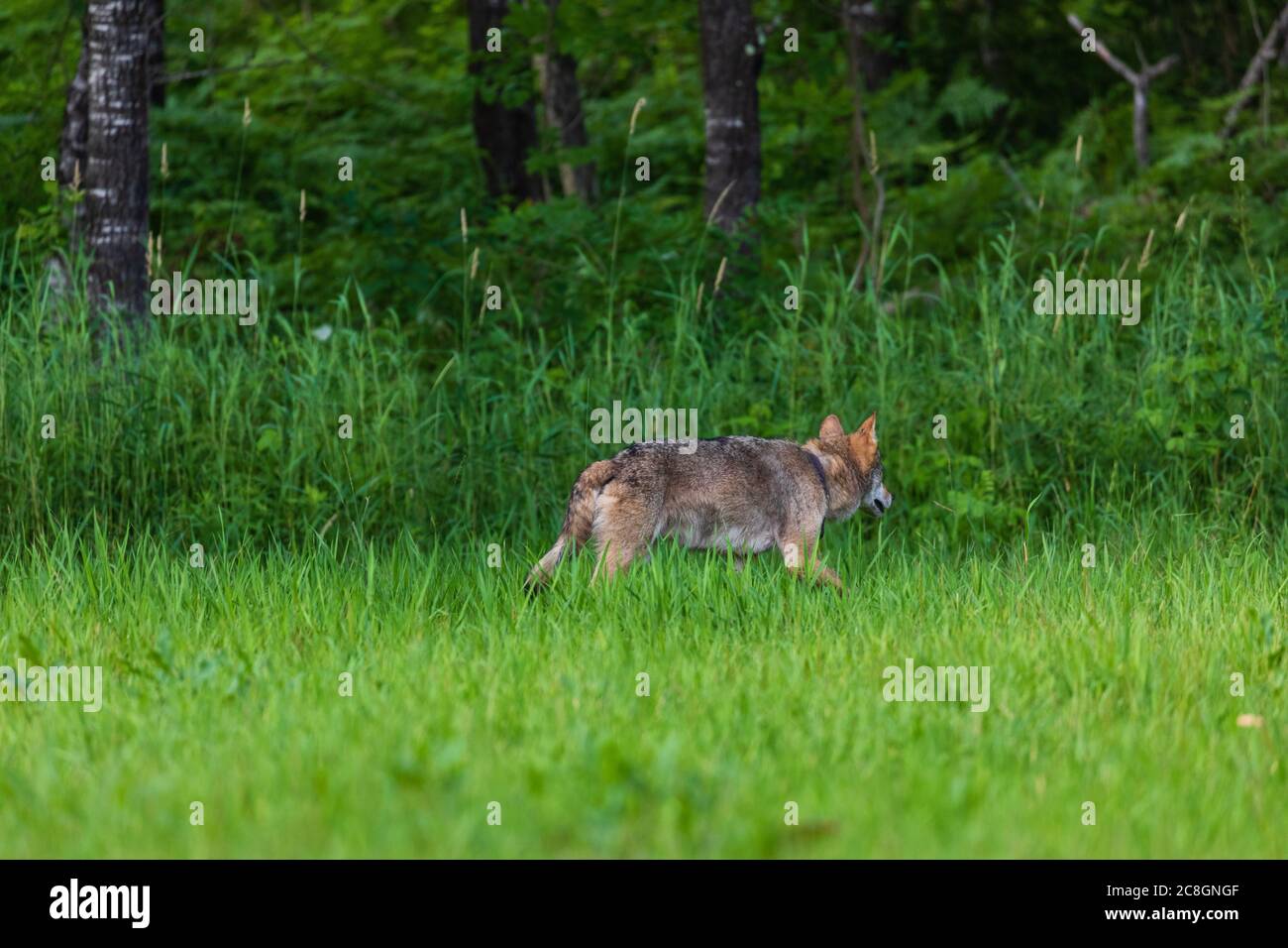 Gray wolf in northern Wisconsin Stock Photo - Alamy