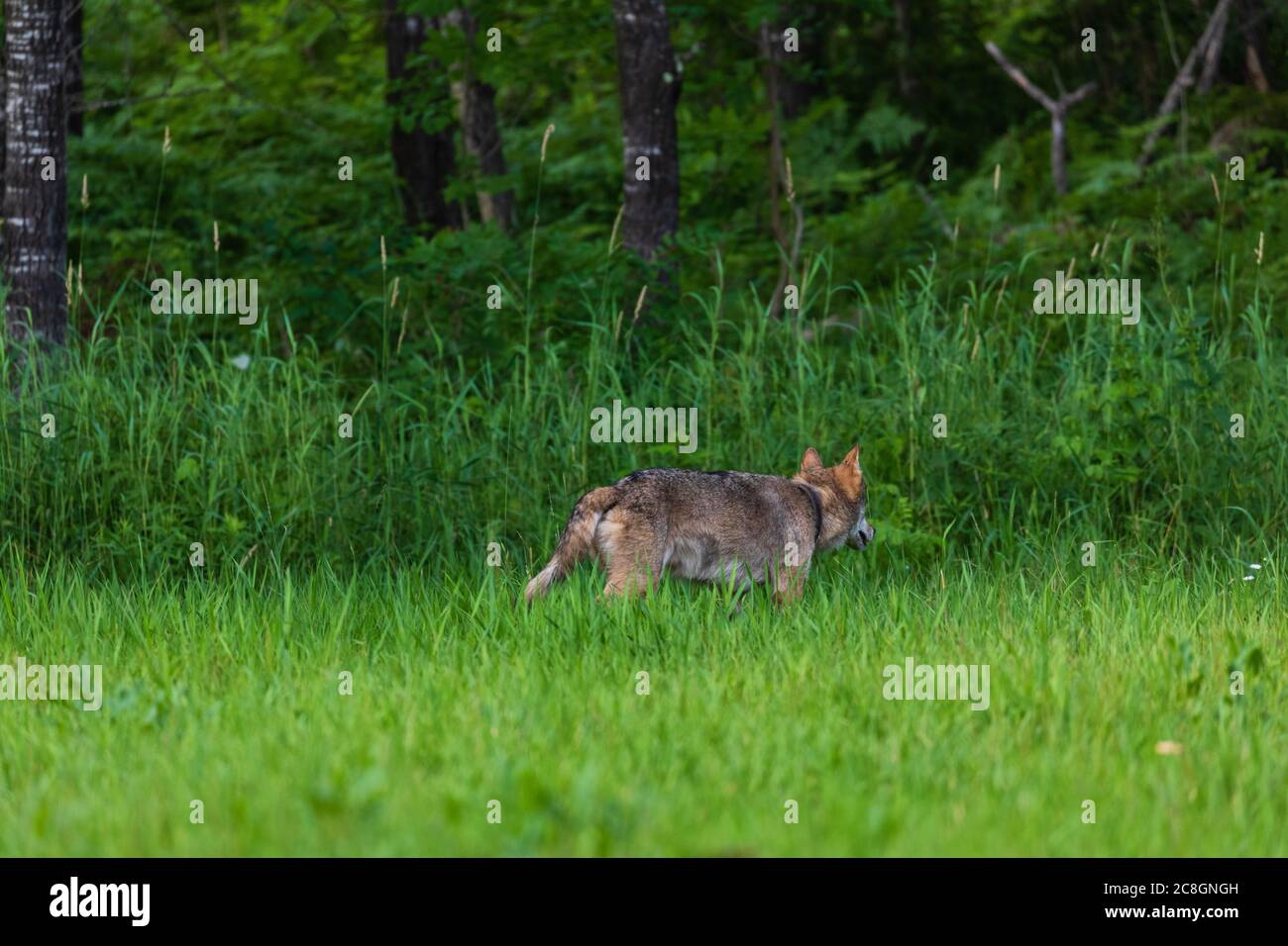 Gray wolf in northern Wisconsin Stock Photo - Alamy